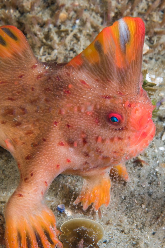Saving Tasmania’s handfish