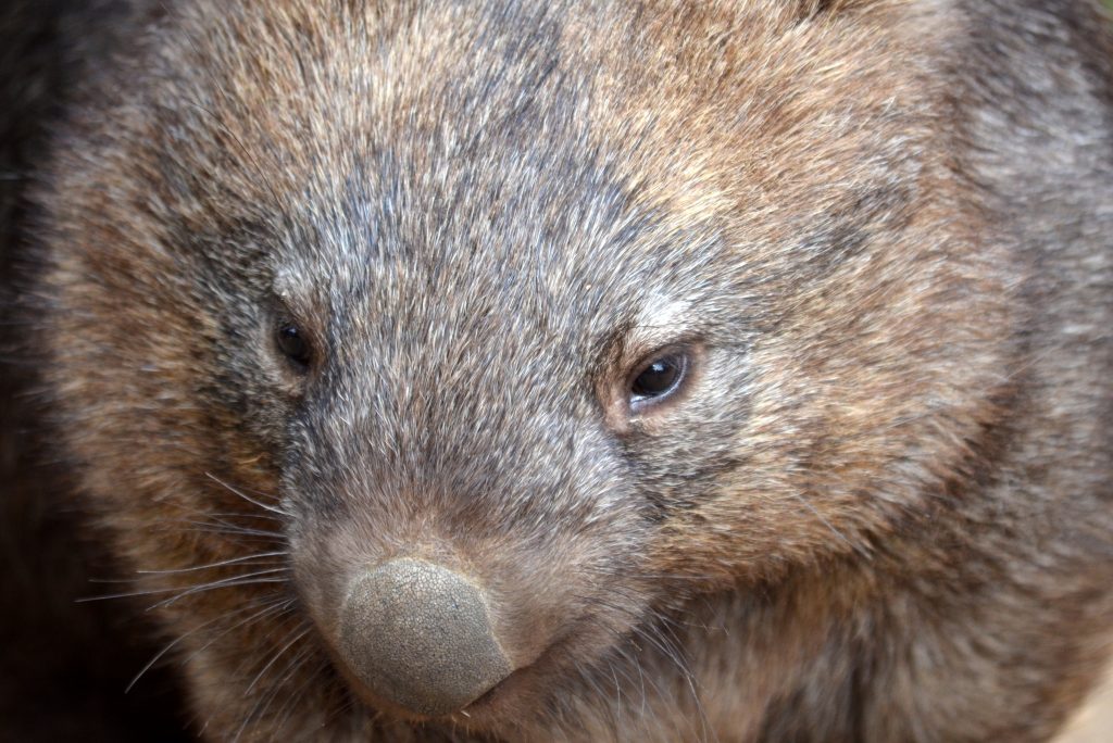 New hope for wombat disease control
